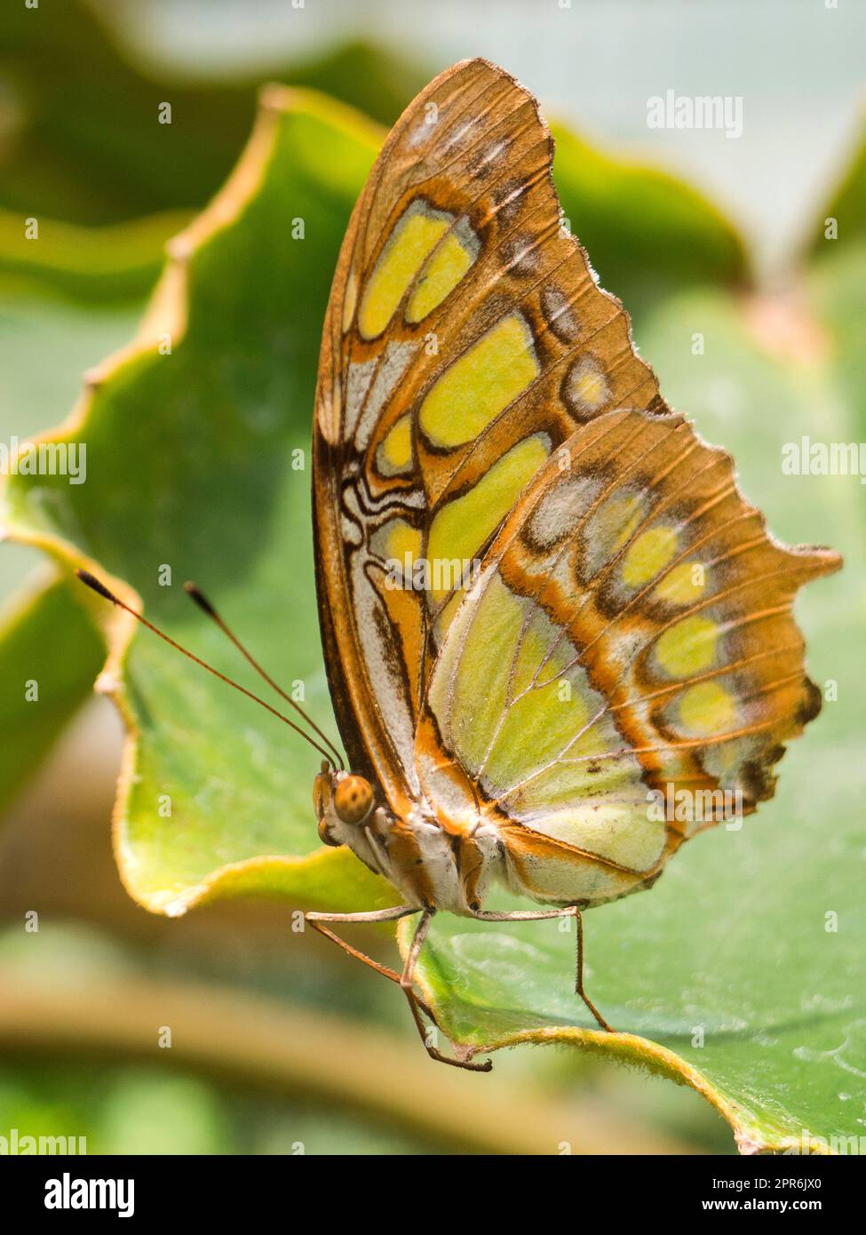 Germany, Hamm, Maximilianpark - Butterfly Stock Photo - Alamy