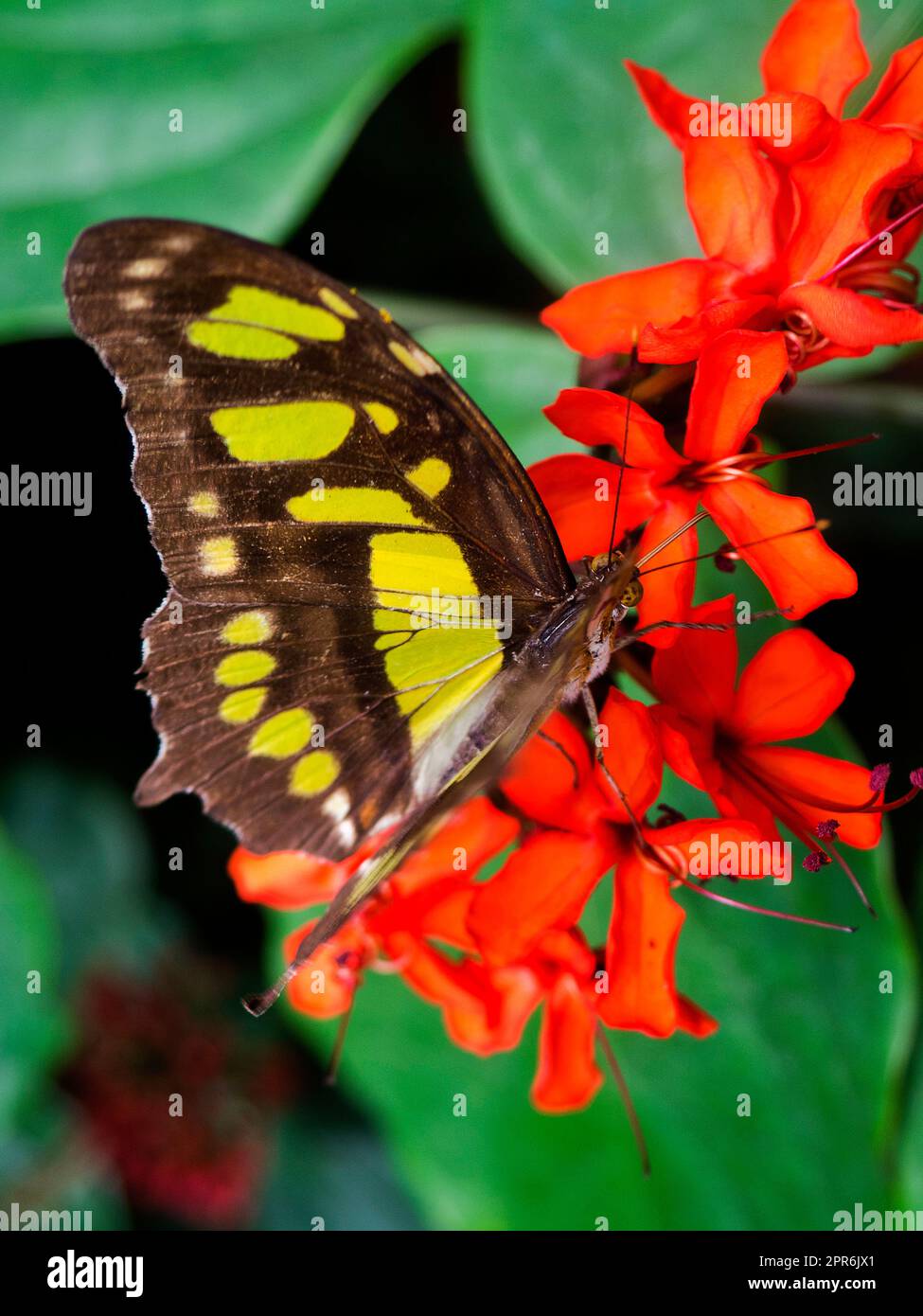 Maximilianpark and lake hi-res stock photography and images - Alamy