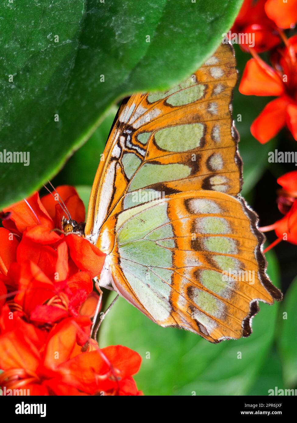 Maximilianpark and lake hi-res stock photography and images - Alamy