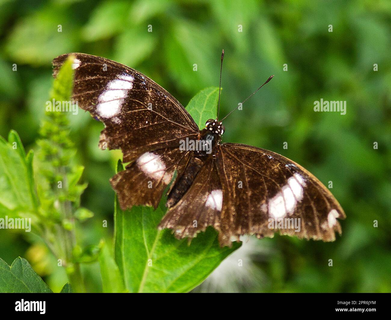 Maximilianpark and lake hi-res stock photography and images - Alamy