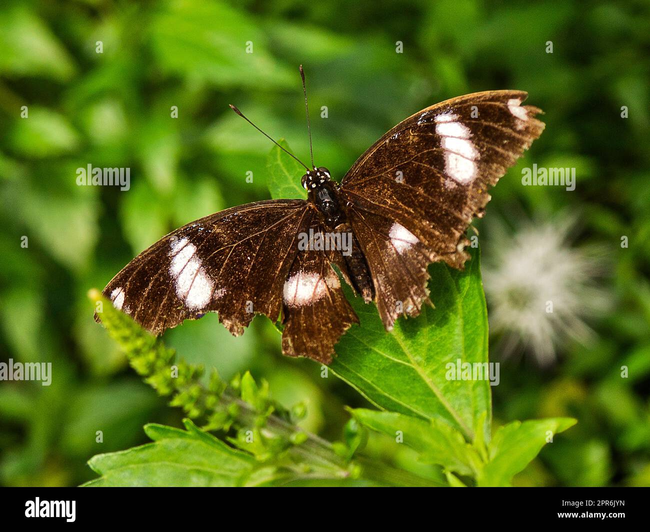 Maximilianpark and lake hi-res stock photography and images - Alamy