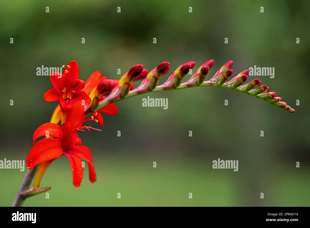 Crocosmia flower spike with open red flowers and buds Stock Photo - Alamy