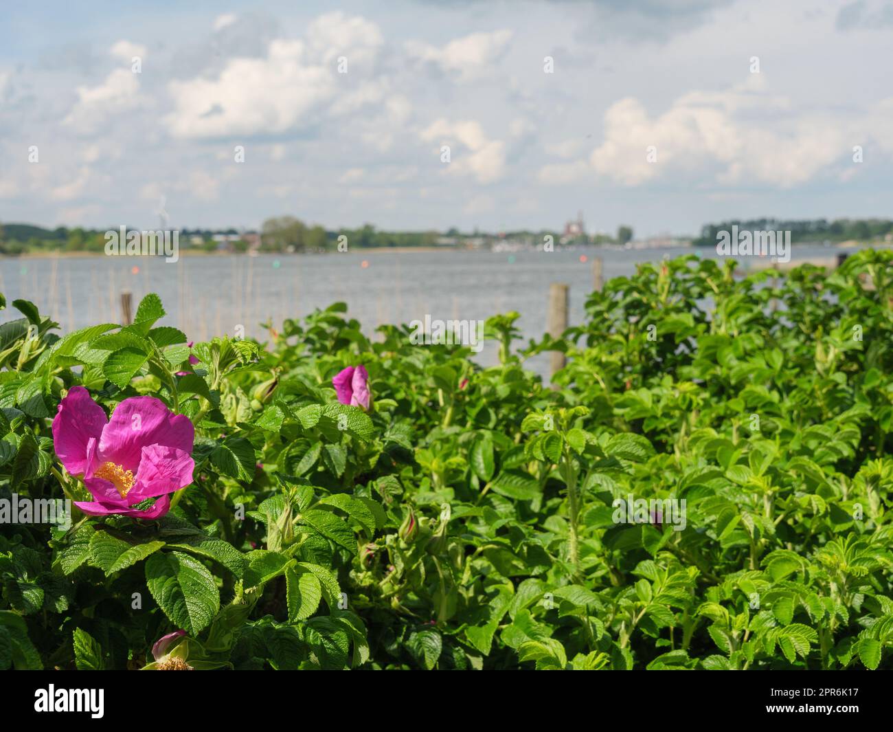 the small city of Arnis at the schlei river Stock Photo - Alamy