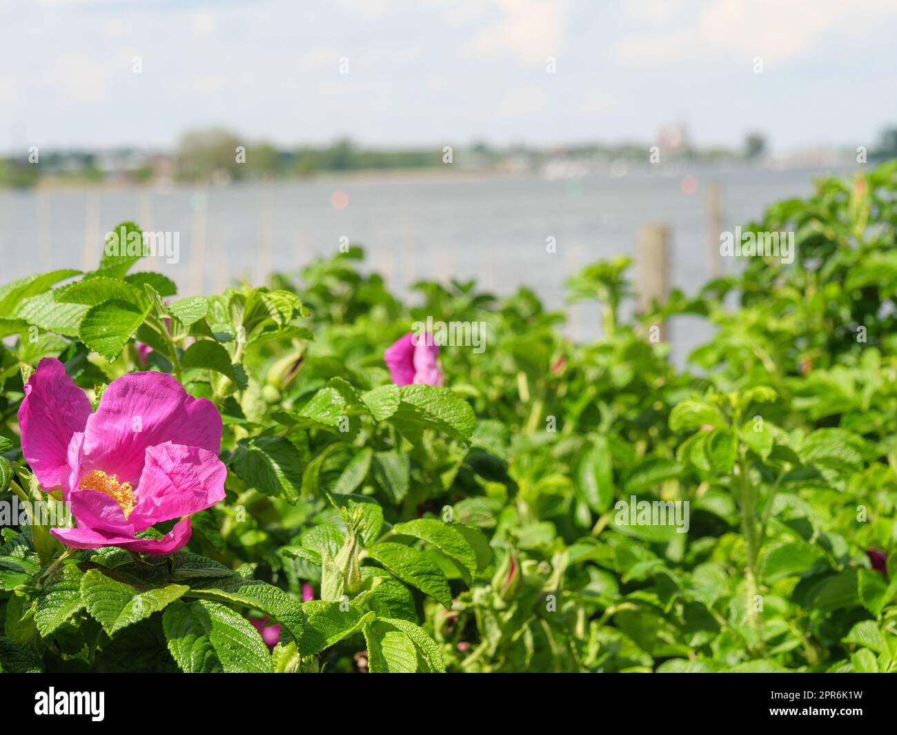 the small city of Arnis at the schlei river Stock Photo - Alamy