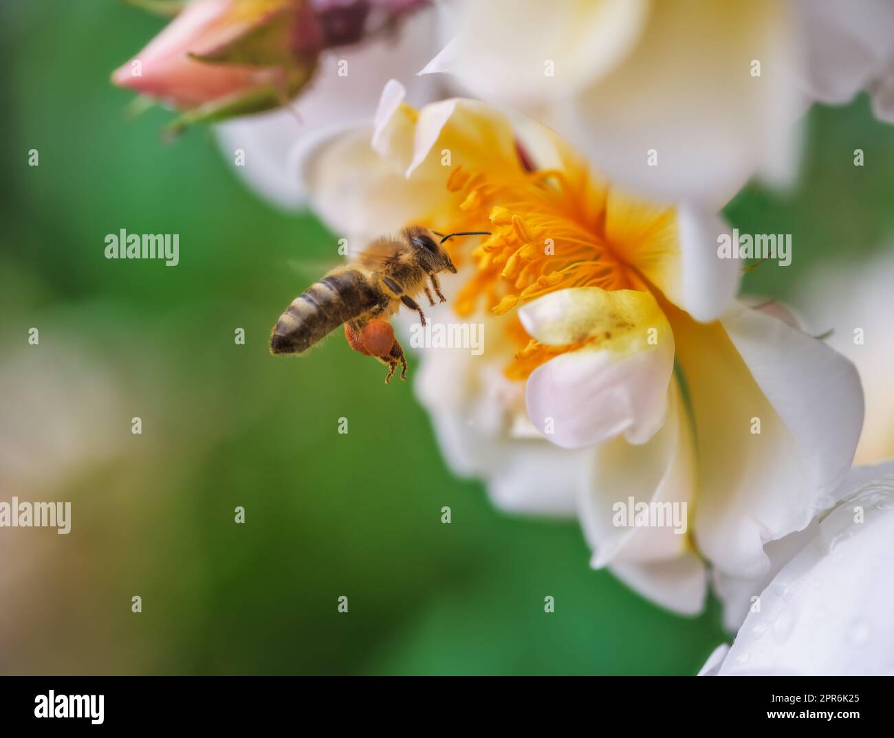 Bee flying to a white rose blossom Stock Photo - Alamy