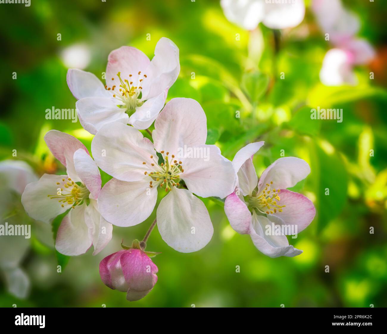 Flowering apple tree with white blossoms Stock Photo - Alamy