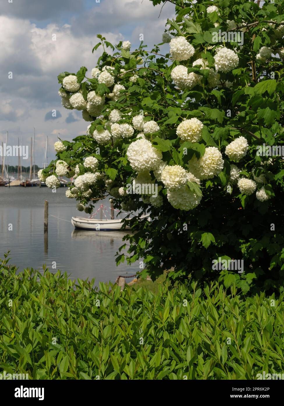 the small city of Arnis at the schlei river Stock Photo - Alamy