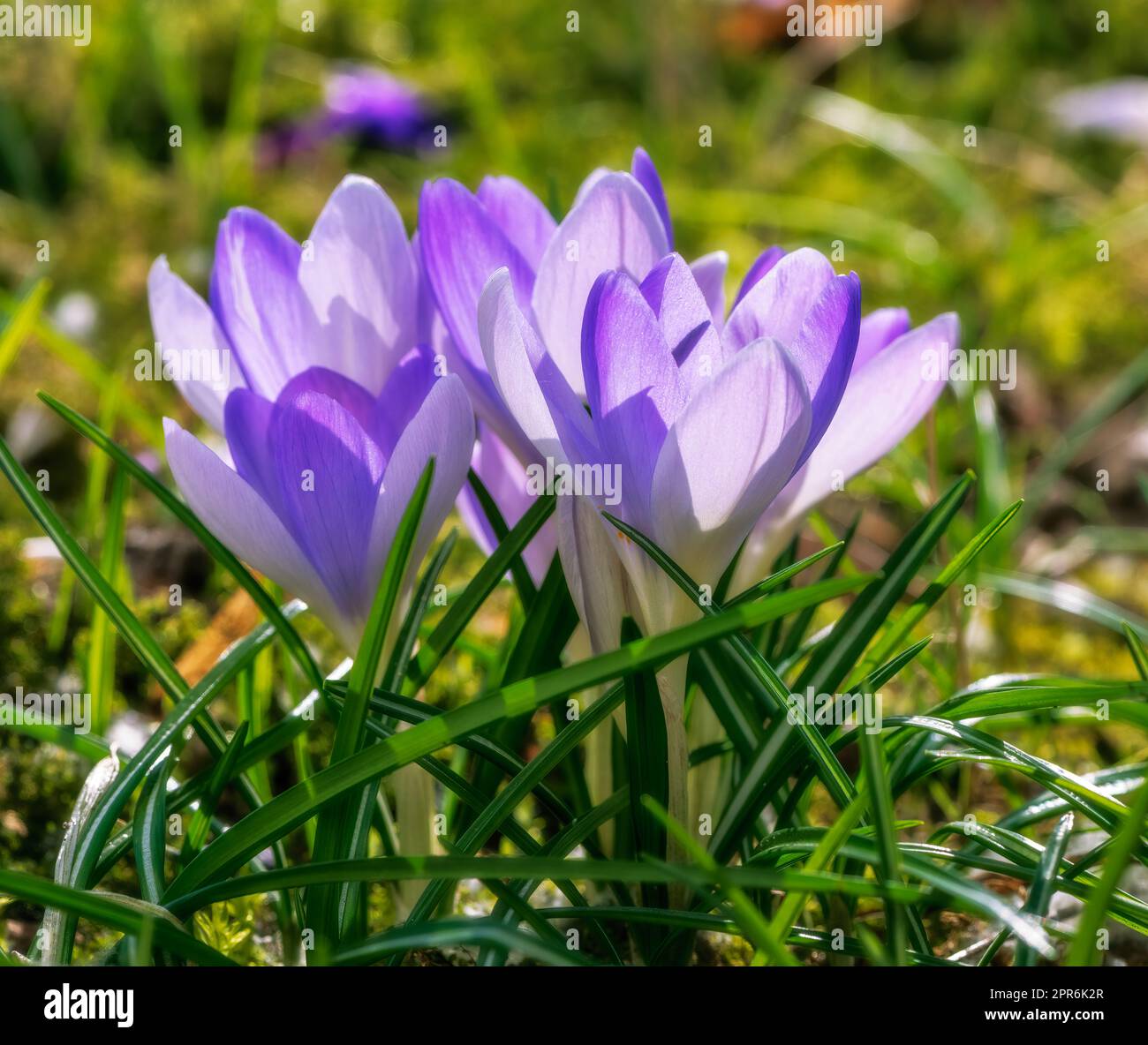 Springtime with purple corcus flowers Stock Photo - Alamy
