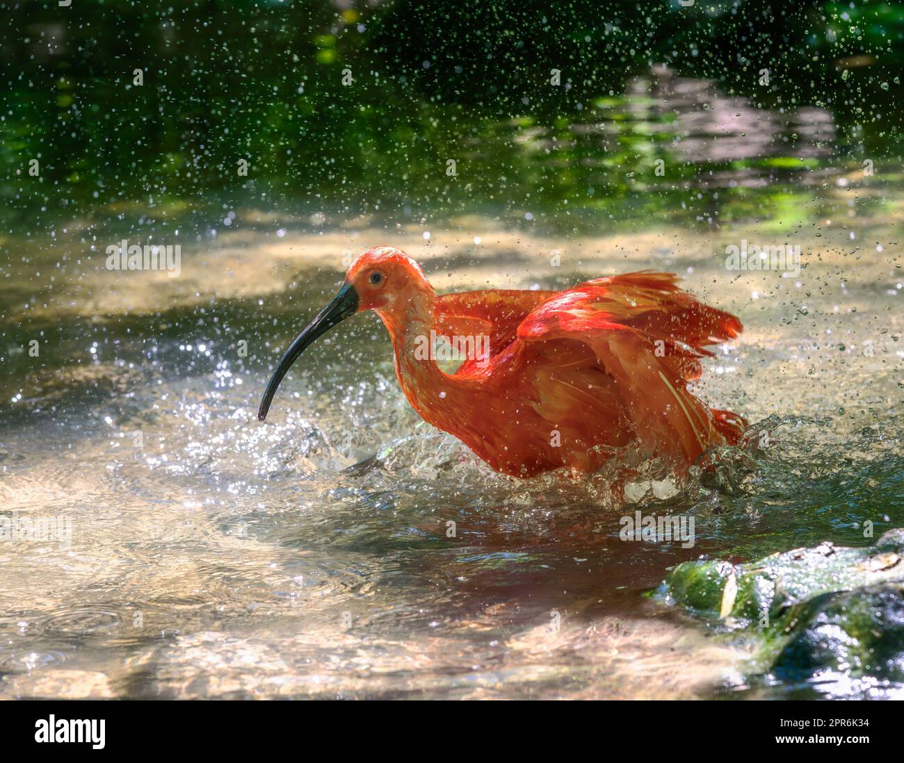 Scarlet ibis standing hi-res stock photography and images - Alamy