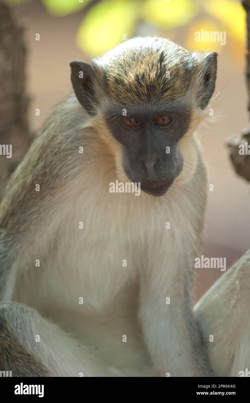 Niokolo koba national park senegal africa hi-res stock photography and ...