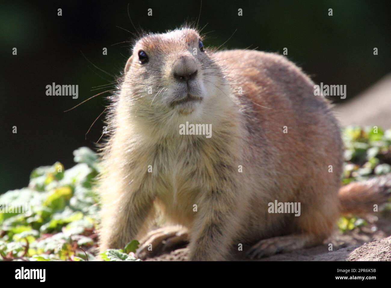Präriehund Prairie dog (Cynomys Stock Photo - Alamy