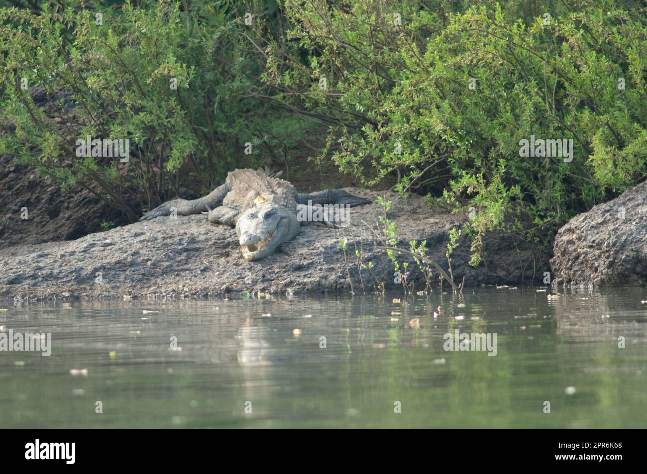 Crocodile sunbathing in river hi-res stock photography and images - Alamy