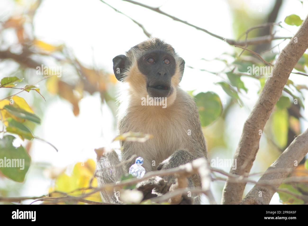 Chlorocebus species hi-res stock photography and images - Alamy