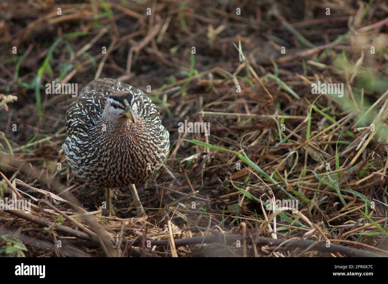 Double-spurred spurfowl in Niokolo Koba National Park Stock Photo - Alamy