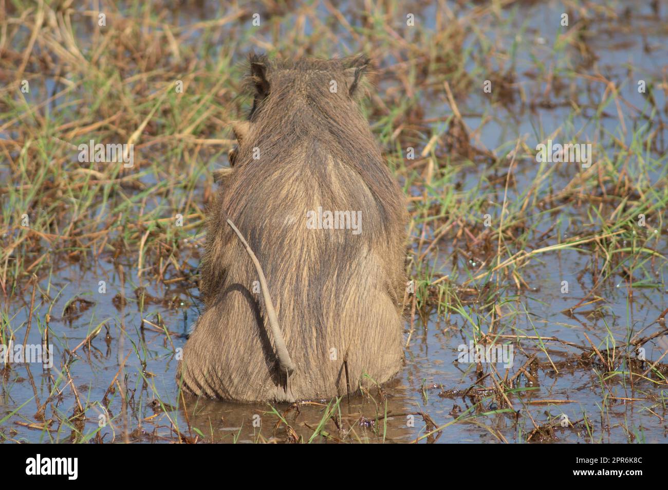 Nolan warthog Phacochoerus africanus africanus defecating in a lagoon ...