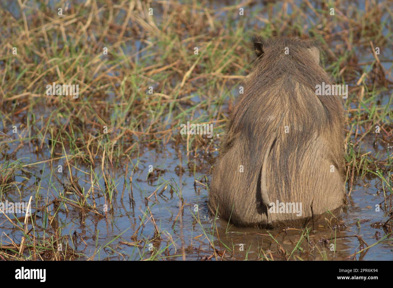 Nolan warthog Phacochoerus africanus africanus defecating in a lagoon ...