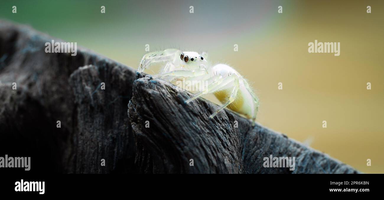 Jumping spider on a log above the ground. Macro photography Stock Photo ...
