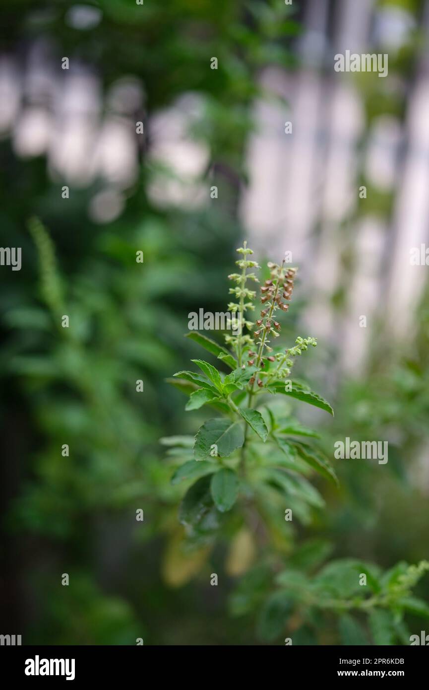 Close up Basil leaf. Green Holy Basil tree . Thai basil Stock Photo - Alamy