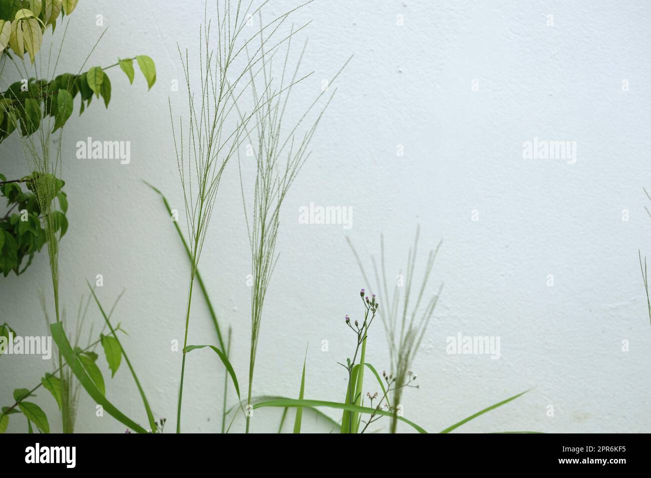 Wild grass bush with flower blossom on white wall Stock Photo - Alamy