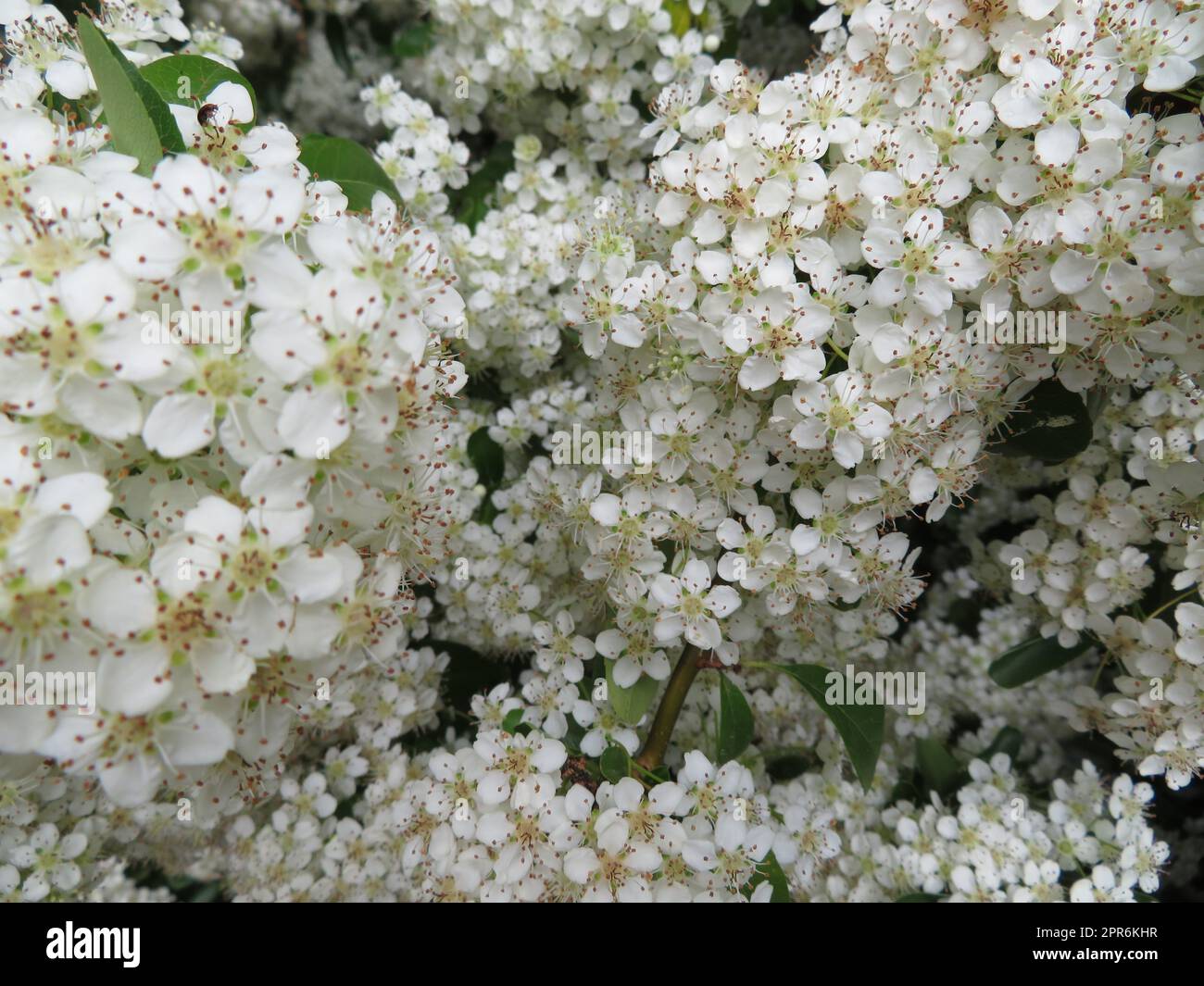 beautiful plant with small white flowers natural spring Stock Photo - Alamy