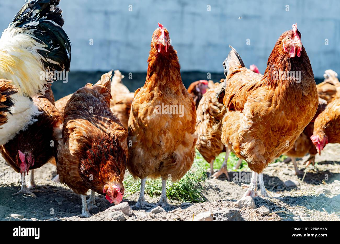 Chickens on traditional free range poultry farm Stock Photo - Alamy