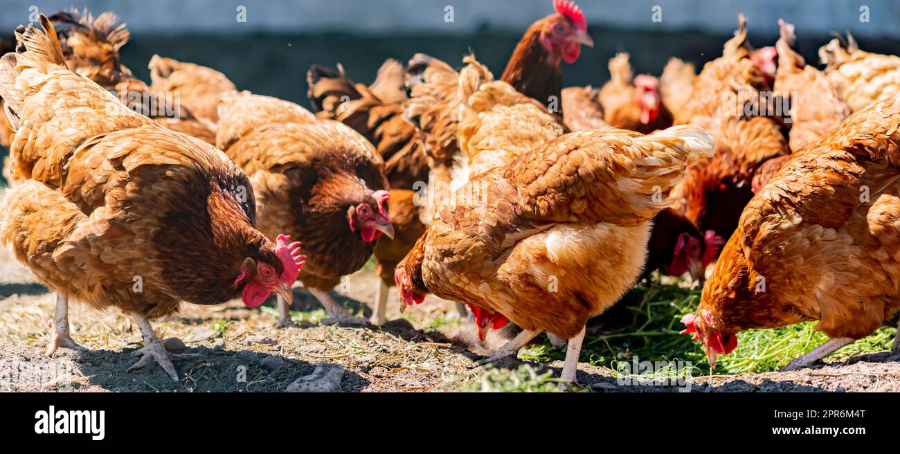 Chickens on traditional free range poultry farm Stock Photo - Alamy