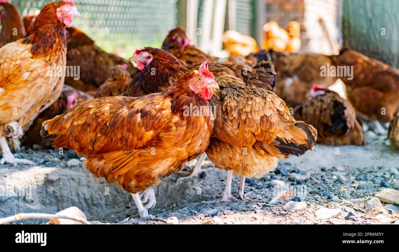 Chickens on traditional free range poultry farm Stock Photo - Alamy