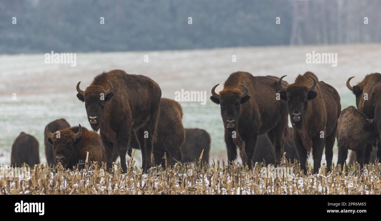 Wildlife herd feeding hi-res stock photography and images - Alamy