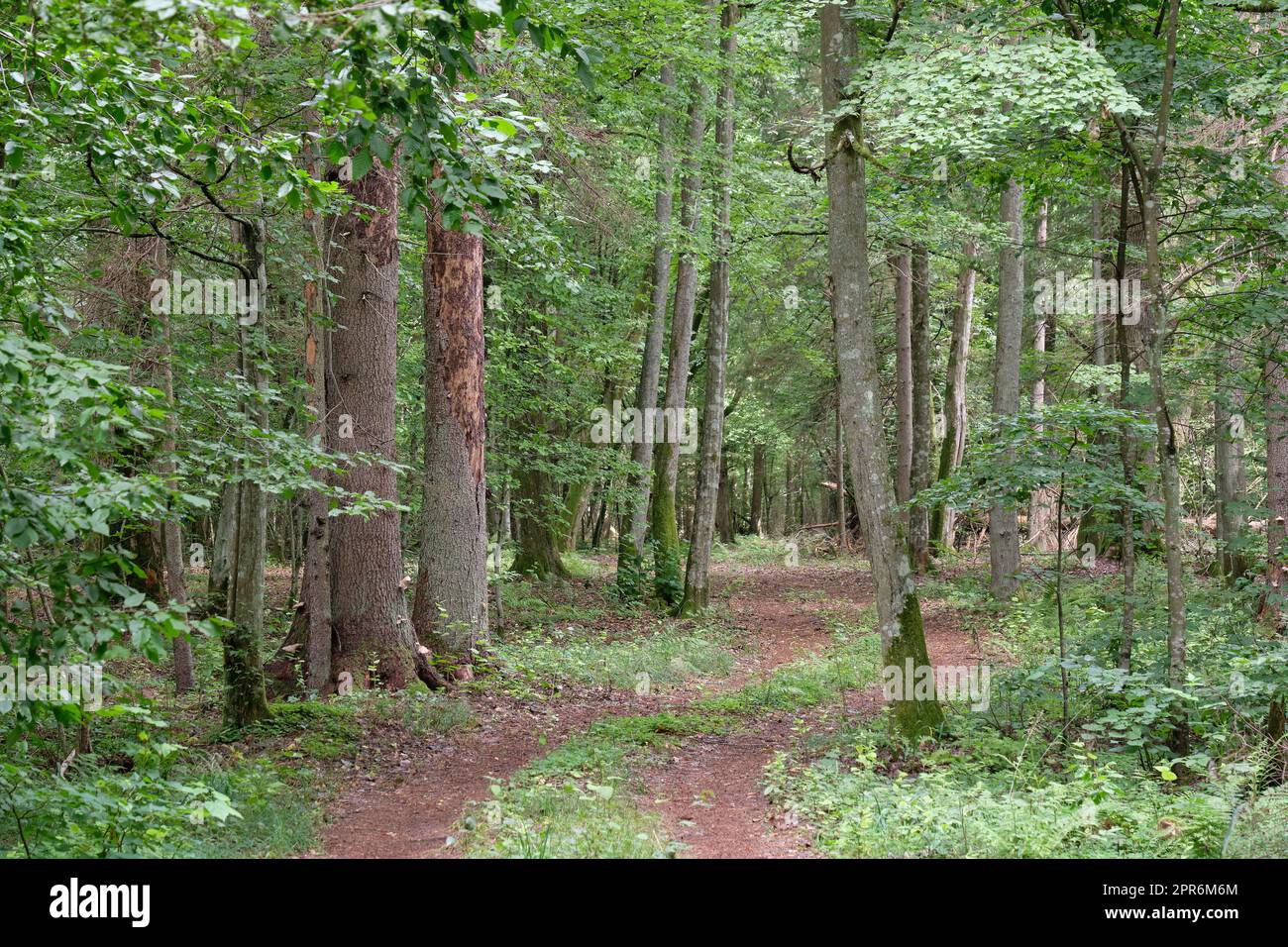 Autumnal deciduous tree stand with hornbeams Stock Photo - Alamy