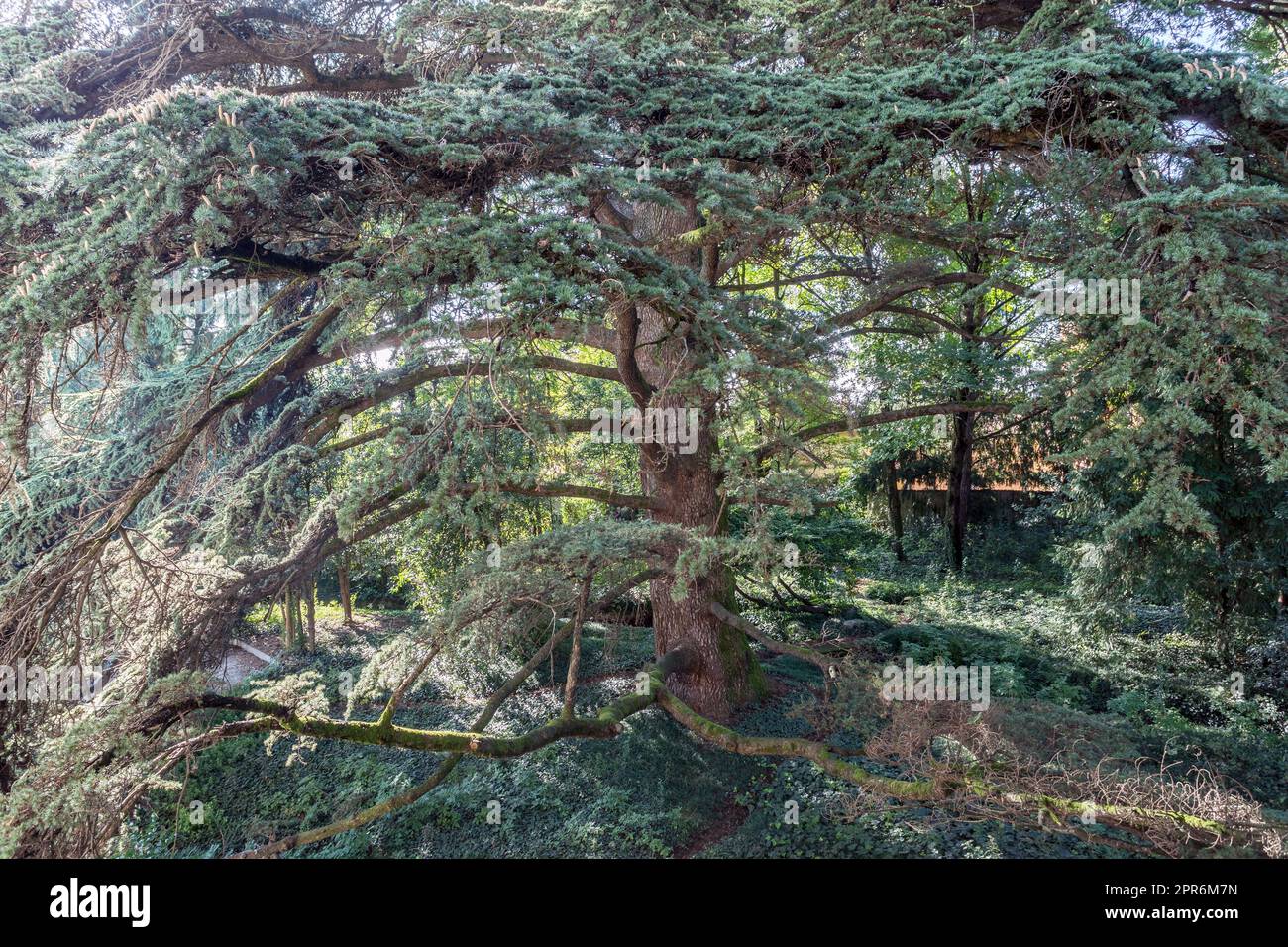 Large evergreen coniferous trees hi-res stock photography and images ...