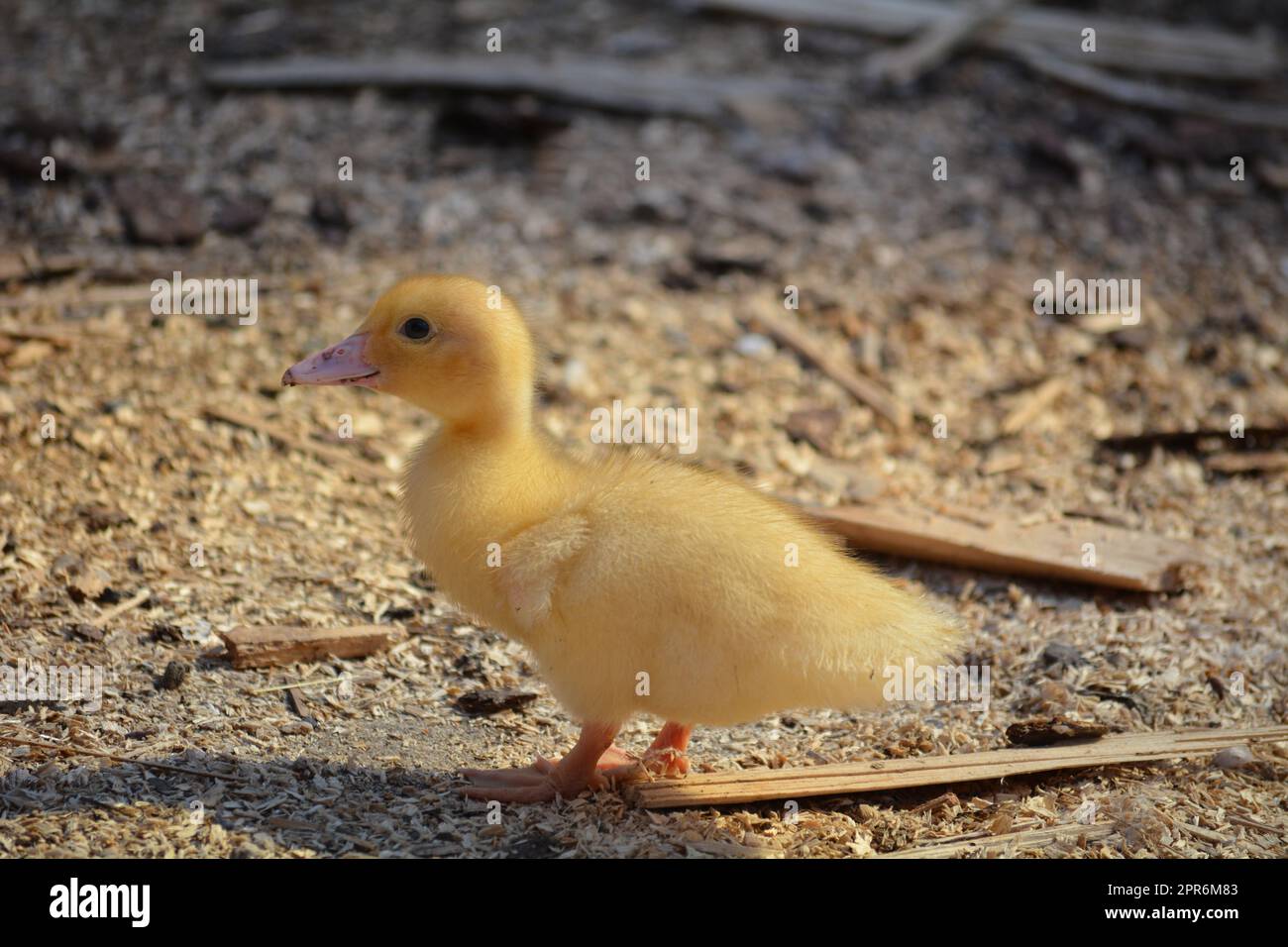 Flying duckling hi-res stock photography and images - Alamy