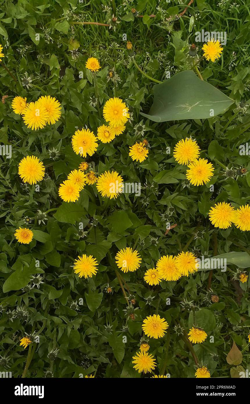 yellow dandelions in green grass, top view Stock Photo - Alamy