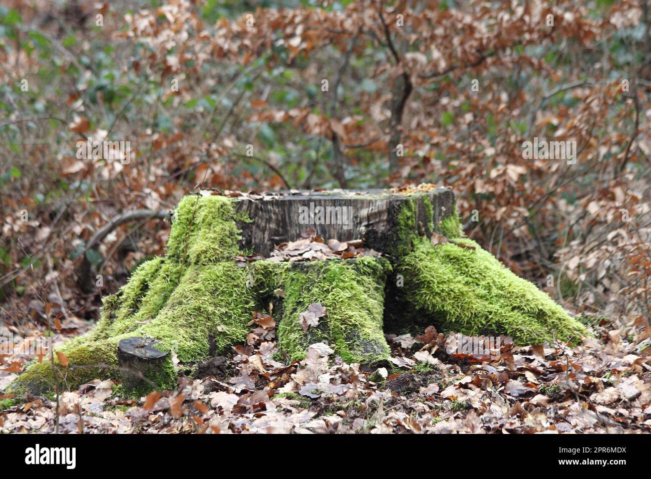 Golden tree stump hi-res stock photography and images - Alamy