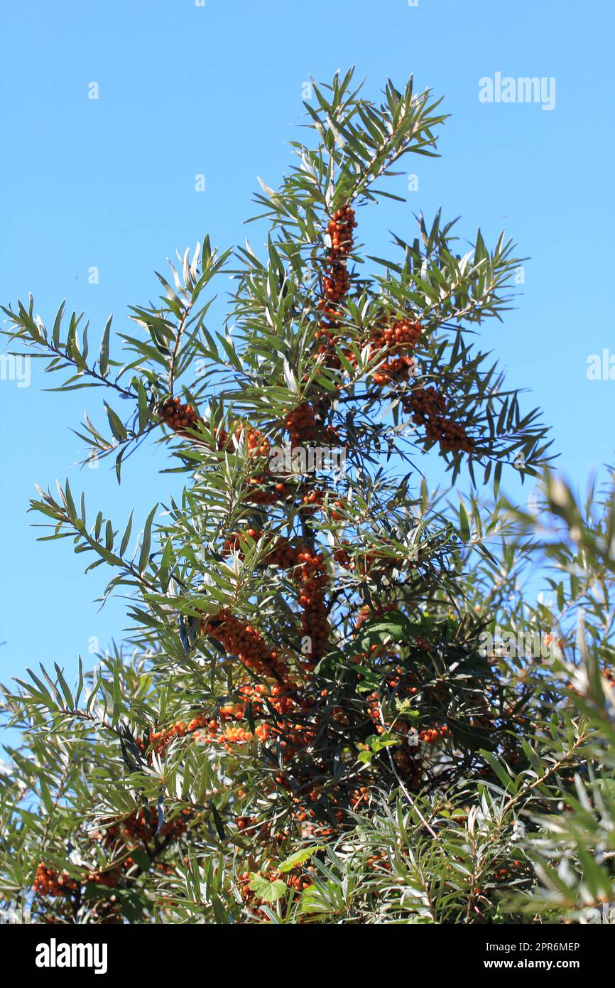 Sanddorn common sea-buckthorn (Hippophae rhamnoides Stock Photo - Alamy
