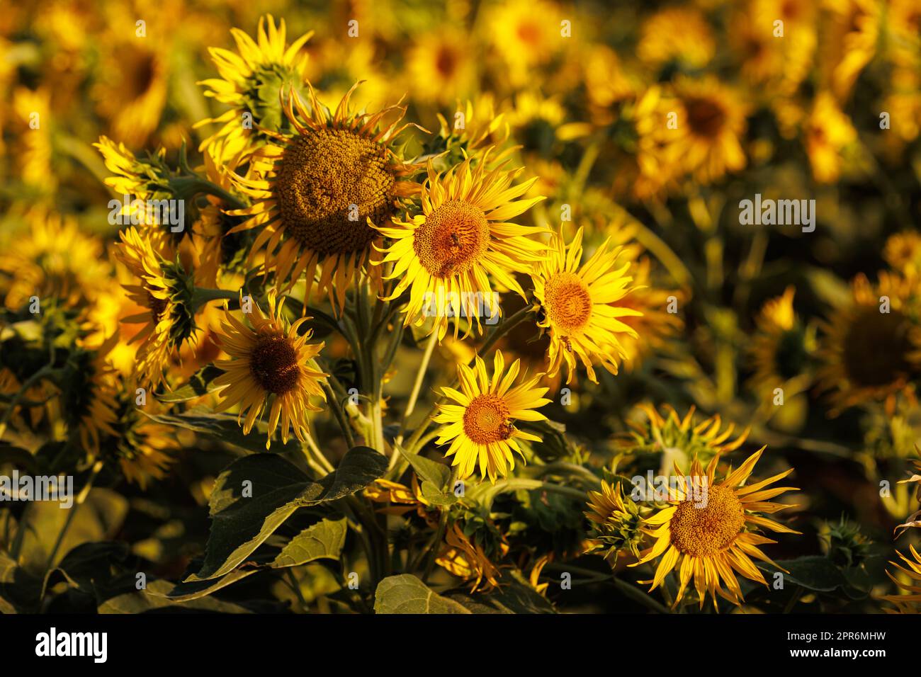Sunflower closeup with insects Stock Photo - Alamy