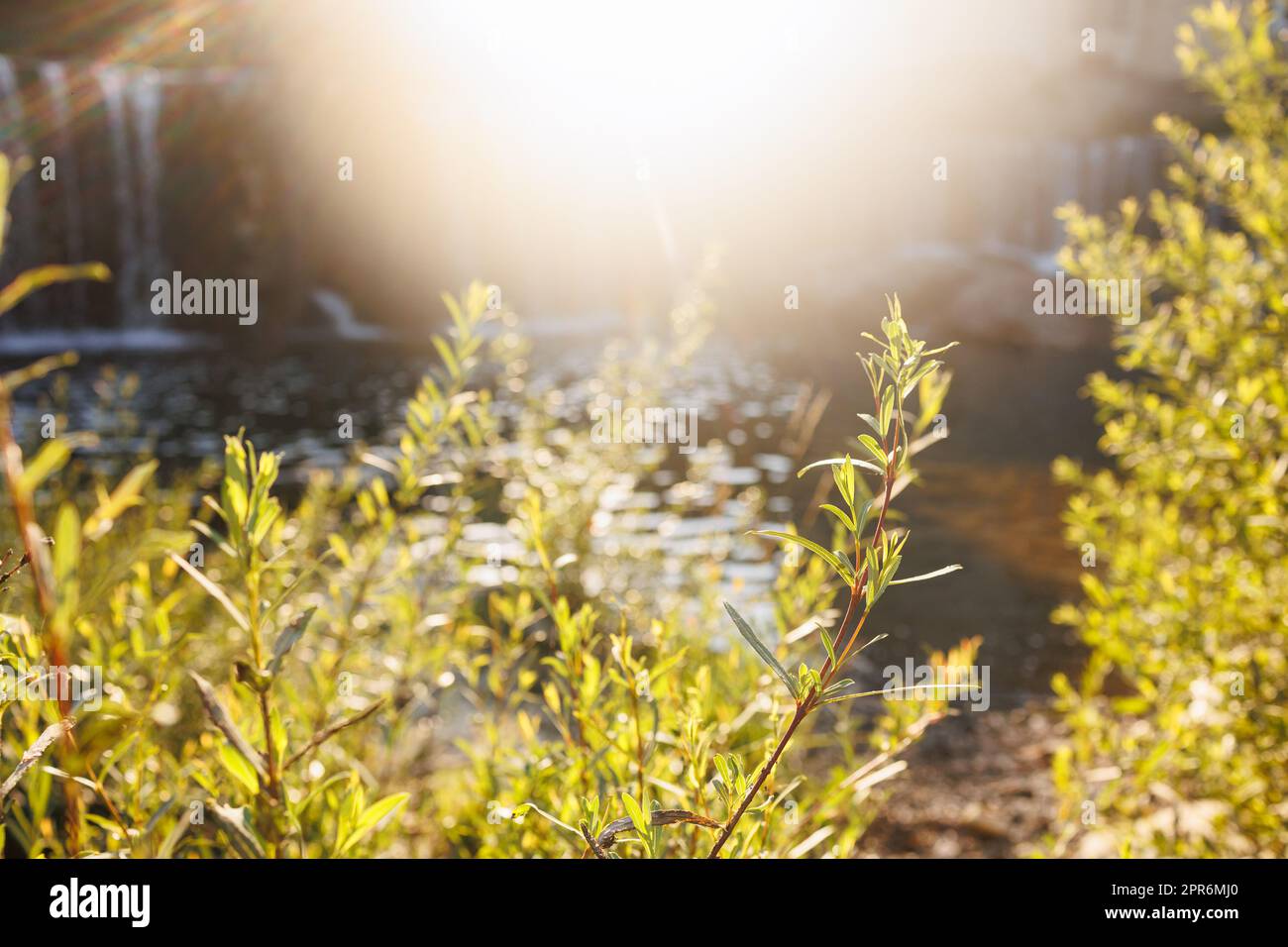 green landscape with foliage and sunlight Stock Photo - Alamy