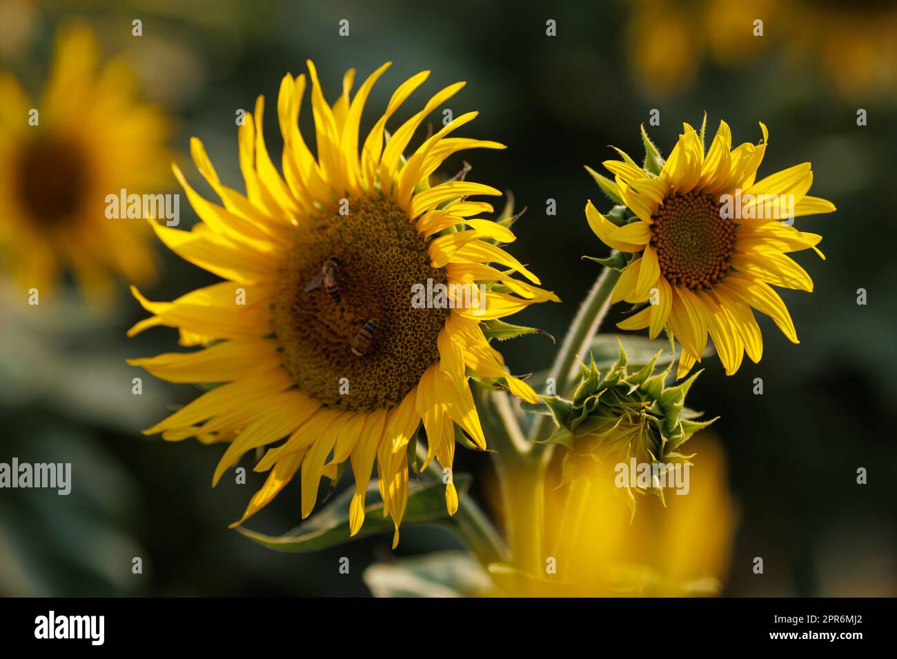 Insects sunflower hi-res stock photography and images - Alamy