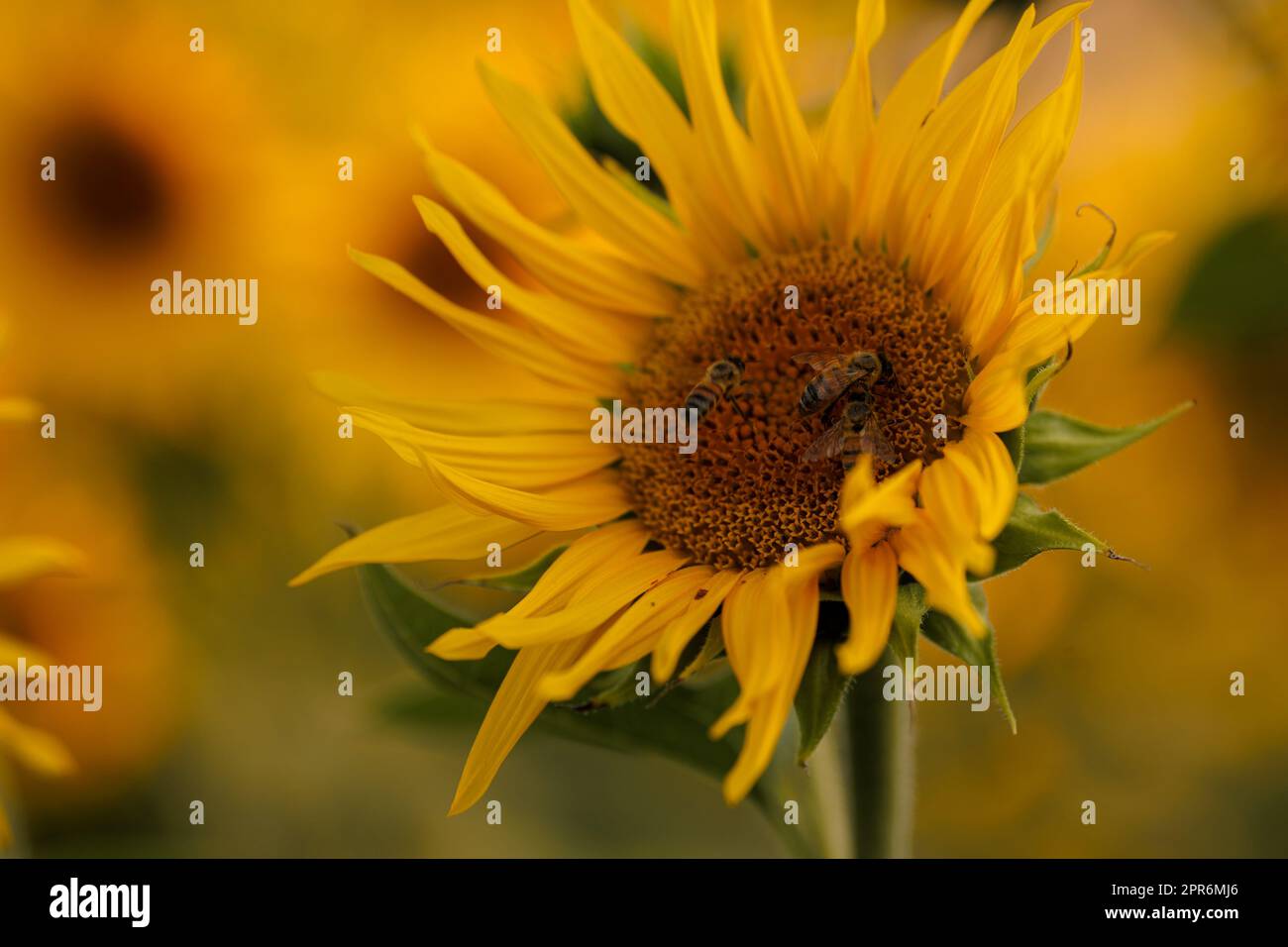 Sunflower closeup with insects Stock Photo - Alamy