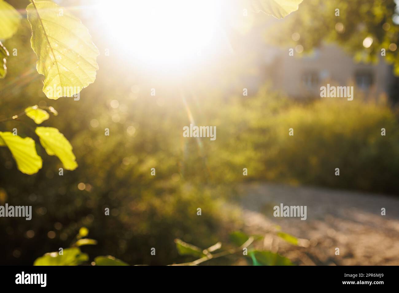 green landscape with foliage and sunlight Stock Photo - Alamy