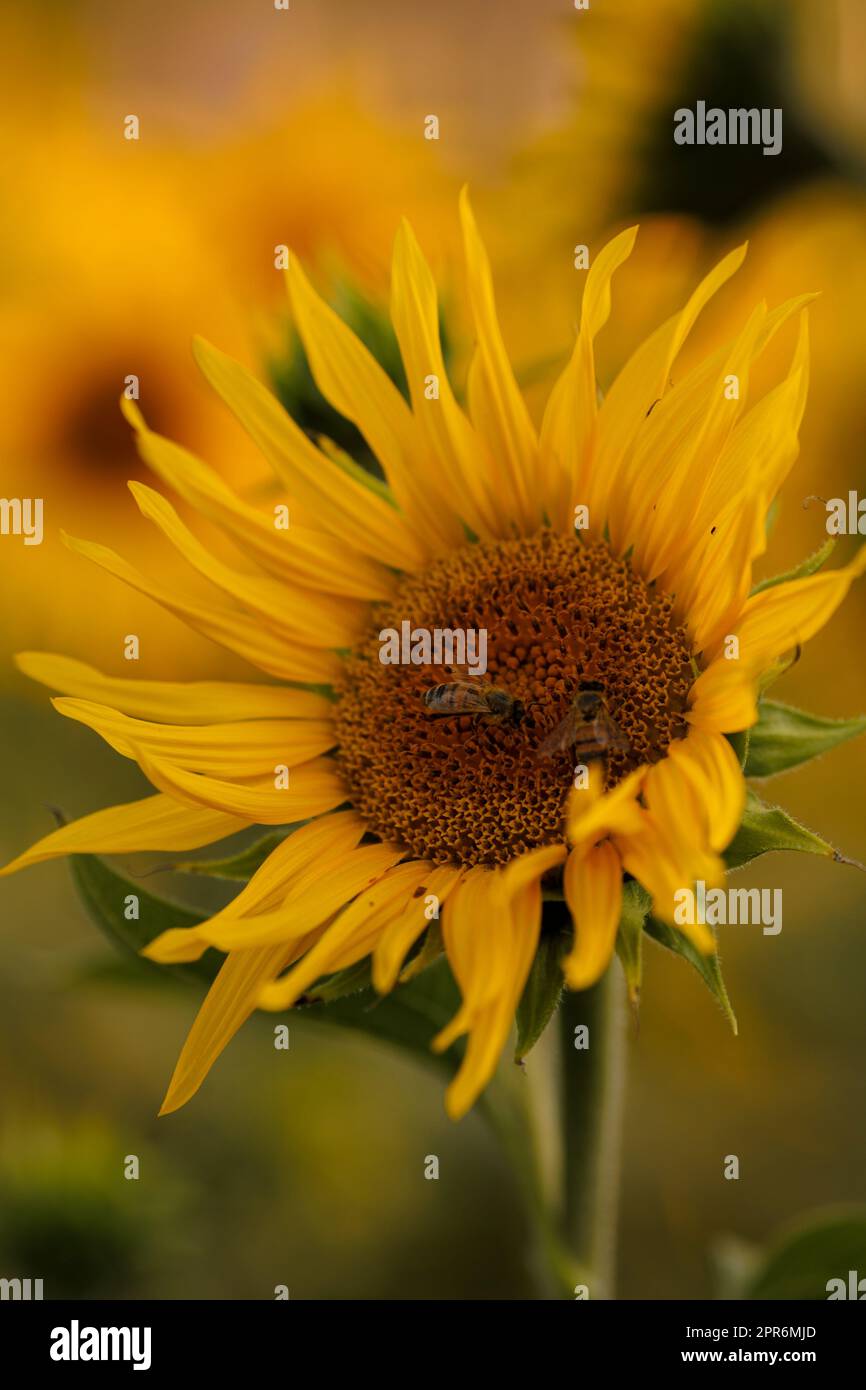 Sunflower closeup with insects Stock Photo - Alamy