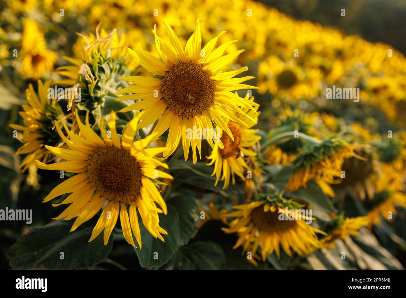 Sunflower closeup with insects Stock Photo - Alamy