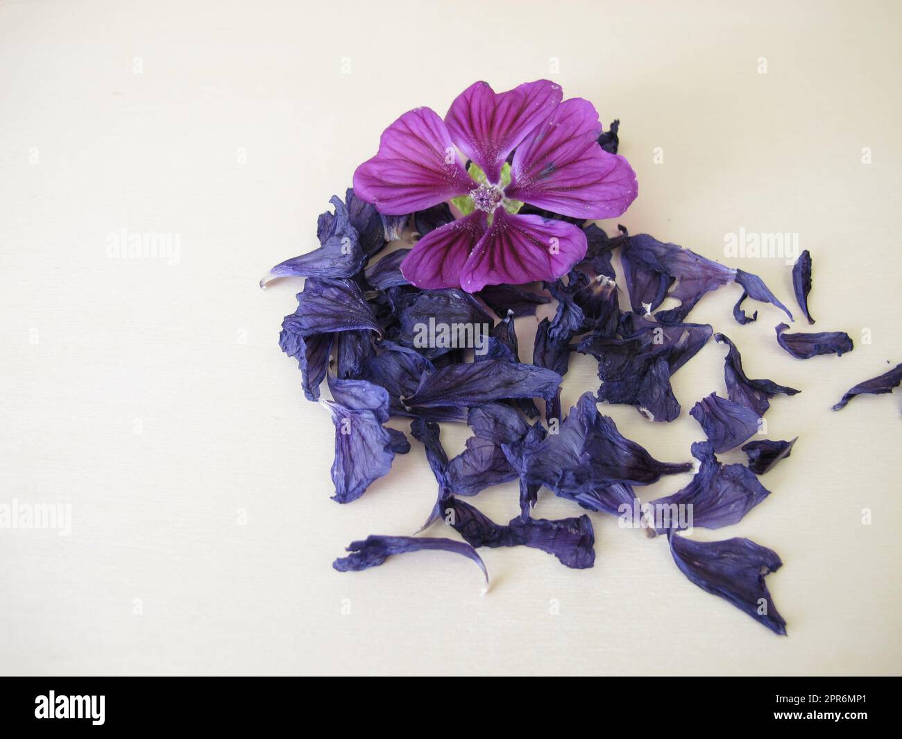 Dried mallow flowers and a fresh flower, Malvae sylvestris flos Stock ...