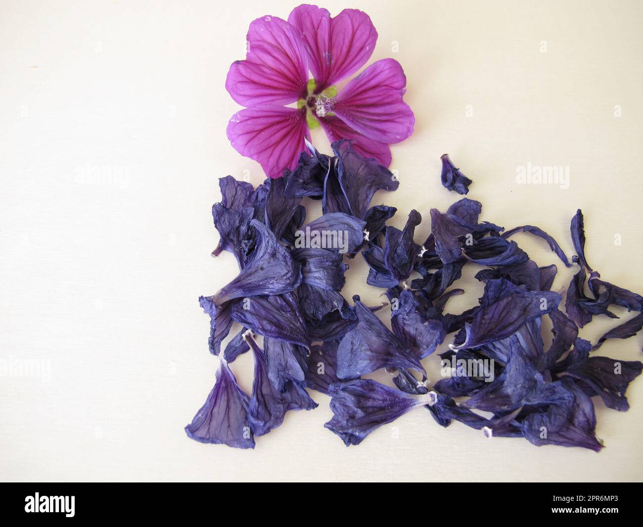 Malvae sylvestris flos hi-res stock photography and images - Alamy