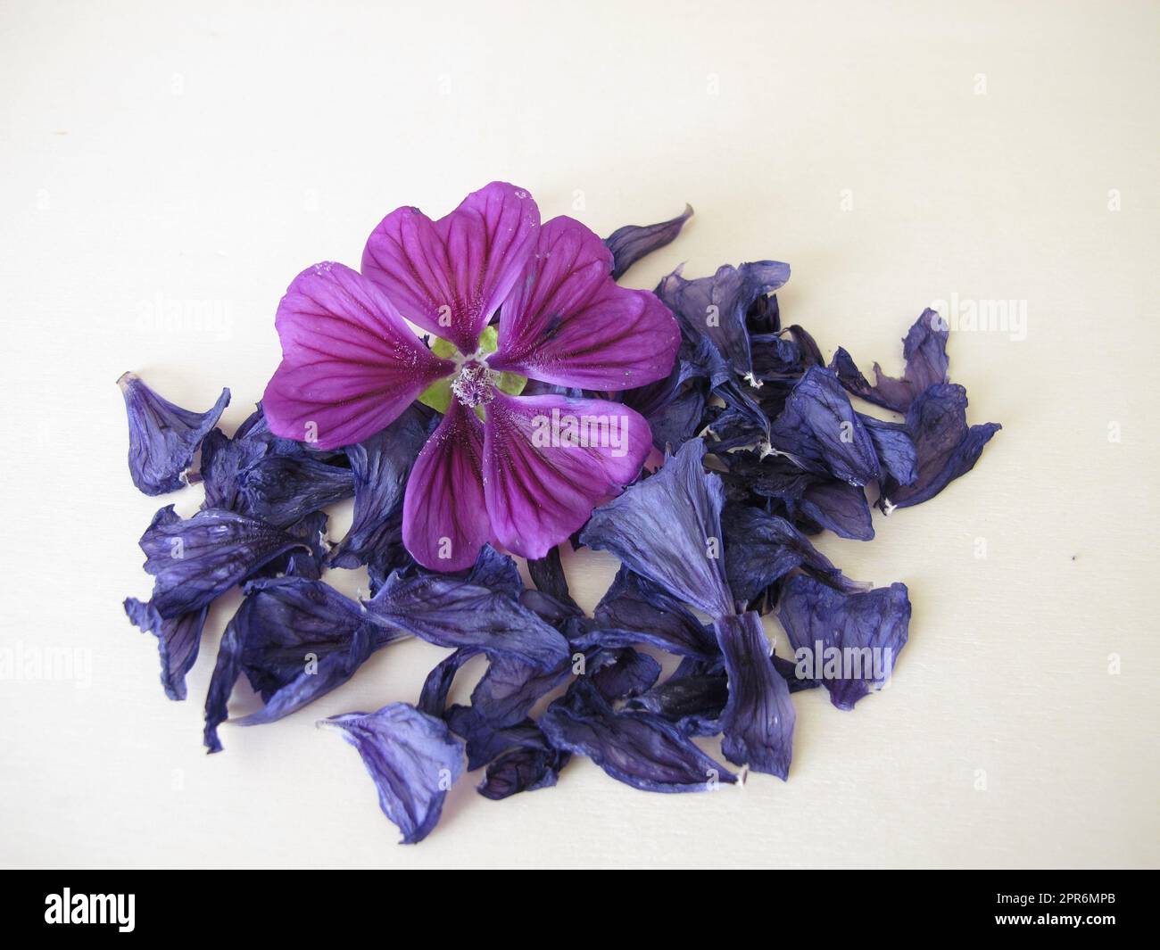 Dried mallow flowers and a fresh flower, Malvae sylvestris flos Stock ...