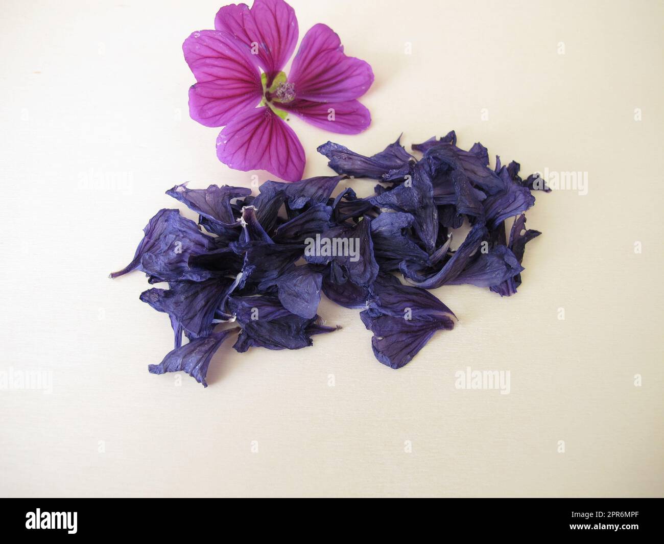 Dried mallow flowers and a fresh flower, Malvae sylvestris flos Stock ...