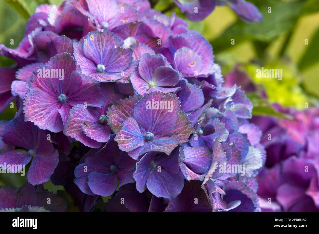 blue hydrangea flower background - macro image Stock Photo - Alamy