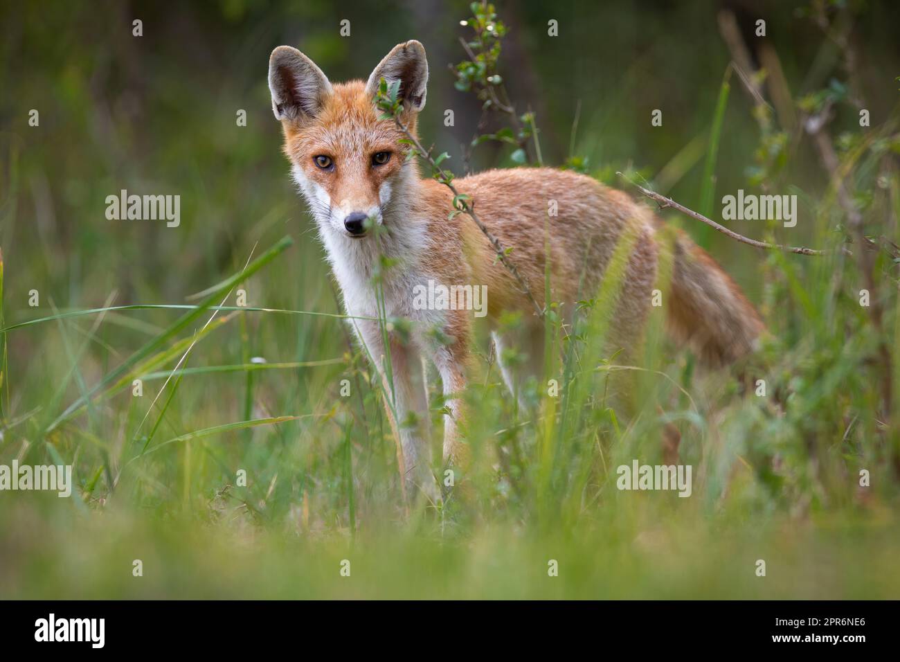 Red fox on grassland hi-res stock photography and images - Alamy