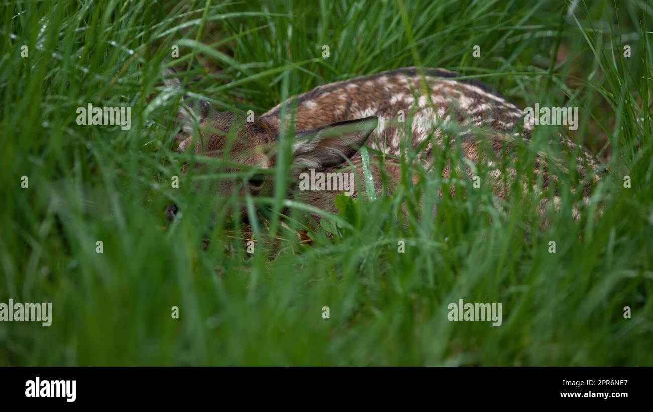 Baby red deer hiding on long grass in summer nature Stock Photo - Alamy