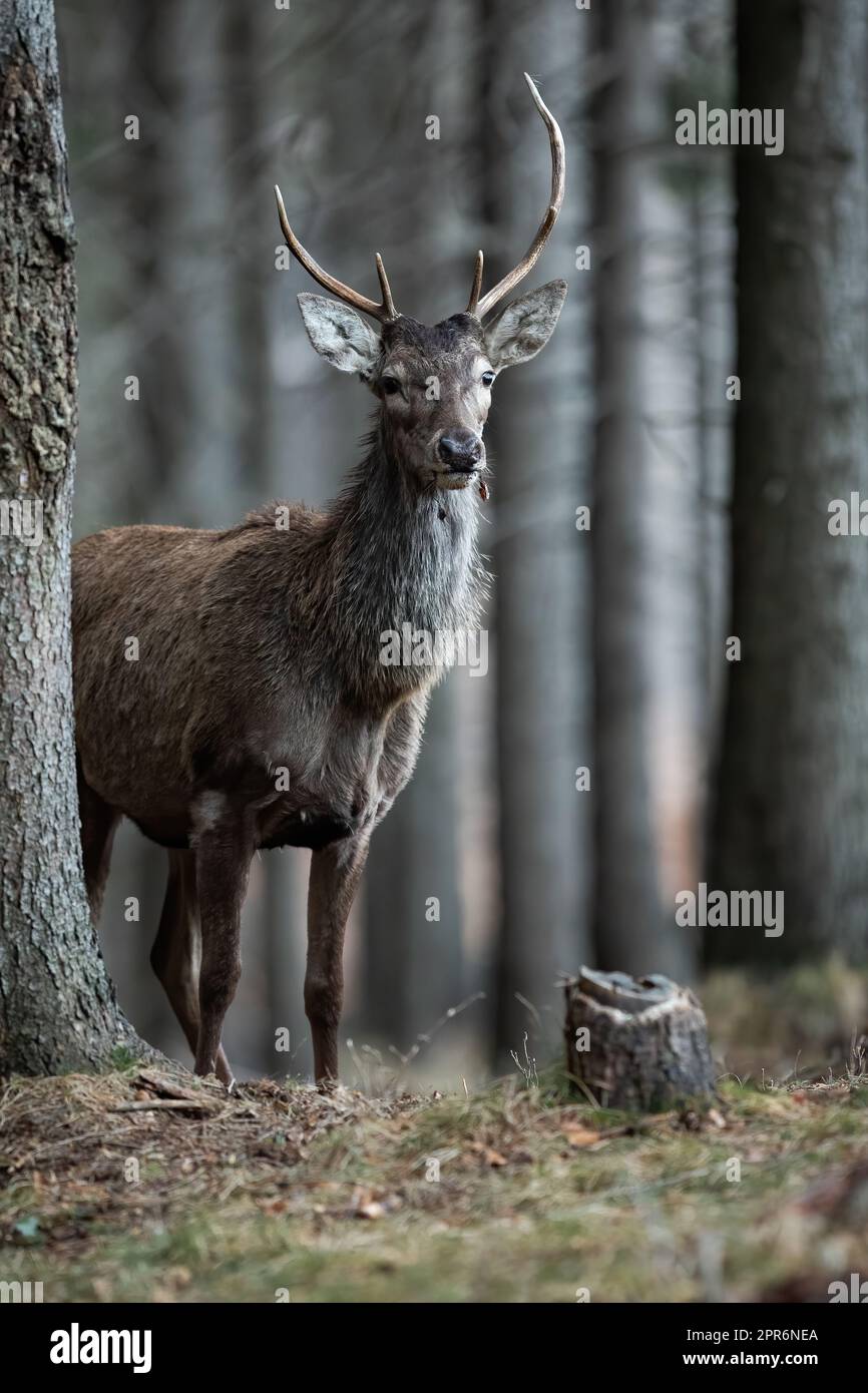 Red deer stag peeking from behind a spruce tree in a forest with ...