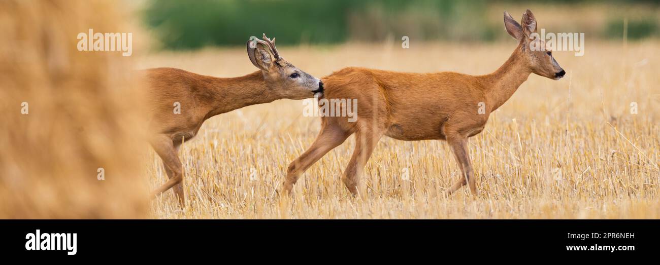 Two roe deer walking hi-res stock photography and images - Alamy